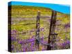 'USA, Washington State, Benge and field of vetch blooming with wooden ...
