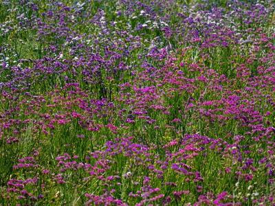 'USA, Washington State, Carnation Valley and field of Everlasting ...