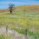 'USA, Washington State, Eastern Washington, Benge. With lone dead tree ...