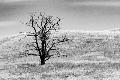 'USA, Washington State, Eastern Washington, Benge. With lone dead tree ...