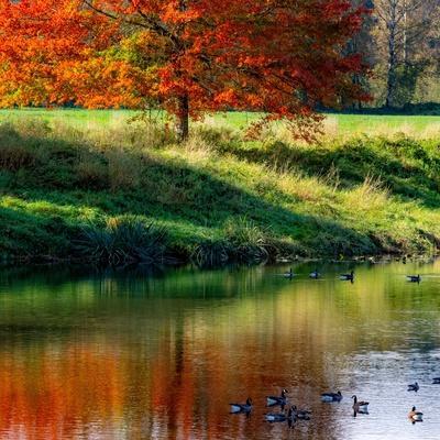 'USA, Washington State, Fall City, Snoqualmie River and fall colored ...