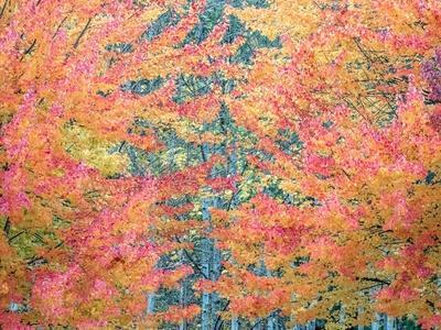 USA, Washington State, Issaquah with fall colored Maple trees along ...