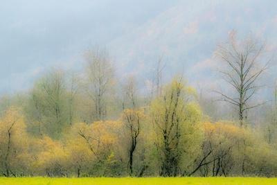 USA, Washington State, North Bend Cottonwood and Willow trees in fall ...