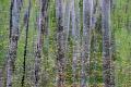 USA, Washington State, Old Cascade Highway off of Highway 2 and pond ...