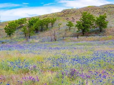'USA, Washington State, Palouse blue bachelor buttons in large field ...