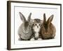 'Tabby Kitten Between Two Rabbits' Photographic Print - Jane Burton ...