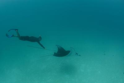 'Tagging a manta ray' Photographic Print | Art.com