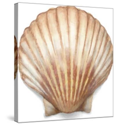 'Simple Shell - Clam' Stretched Canvas Print - Tania Bello | Art.com