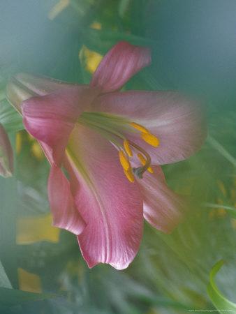 'Trumpet Lily, Seattle, Washington, USA' Photographic Print - Terry ...