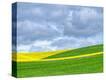 USA, Washington State, Palouse, Rolling hills of canola and wheat ...