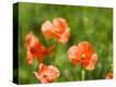 USA, Washington State, Spring Fire Poppies close up Premium ...