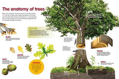 'The anatomy of trees.' Photographic Print | Art.com