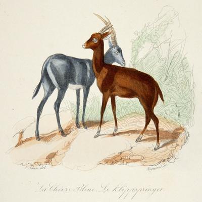 The Blue Goat and the Klipspringer, 18Th Century (Engraving) Giclee ...