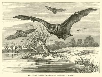 'The Common Bat, Vespertilio Pipistrellus, in Flight' Giclee Print ...