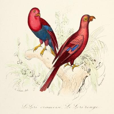 The Crimson Lory and the Red Lory, 18Th Century (Engraving) Giclee ...
