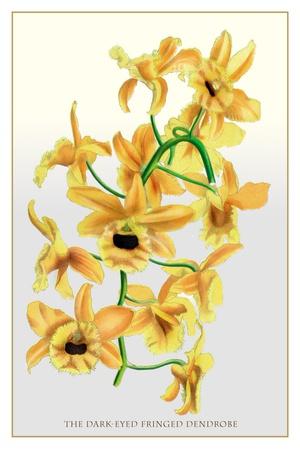 The Dark-Eyed Fringed Dendrobe Art Print | Art.com