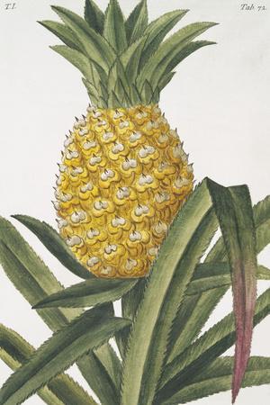 'Ananas Fructu' Giclee Print - The Drammis Collection | Art.com