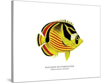 Raccoon Butterflyfish Stretched Canvas Print - The Drammis Collection ...