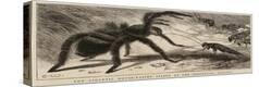 The Gigantic Mouse-Eating Spider at the Zoological Gardens Giclee Print ...