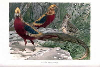 'The golden pheasant (Chrysolophus pictus), also known as the Chinese ...