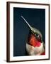 'The Jeweled Beauty of a Hummingbird' Photographic Print - Holly Miller ...