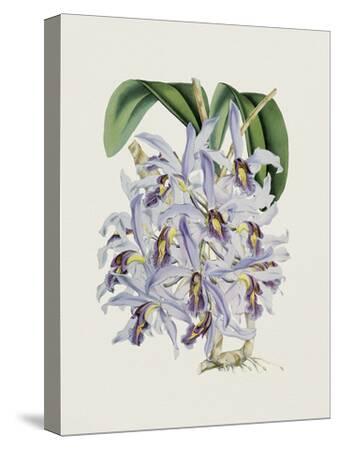 'Laelia Superbiens' Stretched Canvas Print - The Orchid Collection ...