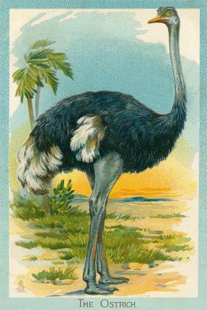 The Ostrich Art Print | Art.com