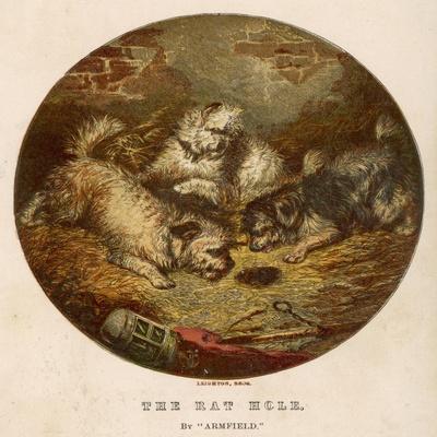'The Rat Hole: Three Terriers Set Upon a Rat in a Cellar' Art Print ...