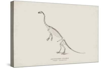 Anchisaurus Stretched Canvas Print - The Vintage Collection | Art.com