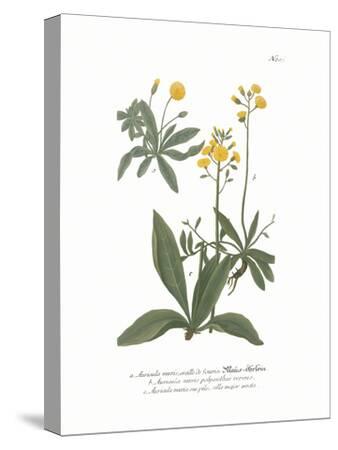 'Auricula Muris' Stretched Canvas Print - The Vintage Collection | Art.com