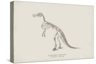 'Claosaurus' Stretched Canvas Print - The Vintage Collection | Art.com