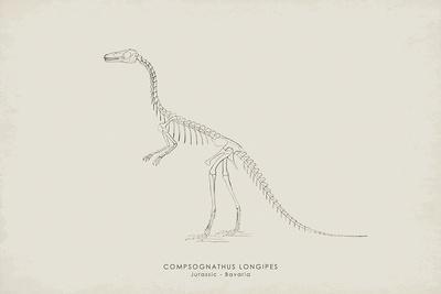 Compsognathus Giclee Print - The Vintage Collection | Art.com