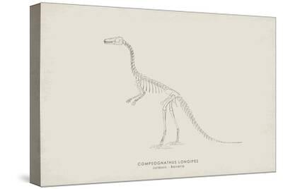 'Compsognathus' Stretched Canvas Print - The Vintage Collection | Art.com