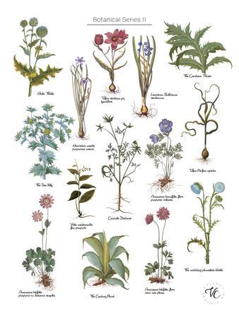 'Discovery Charts - Plant' Giclee Print - The Vintage Collection | Art.com