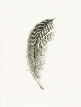 Quavering Quill - Pure Giclee Print - The Vintage Collection | Art.com