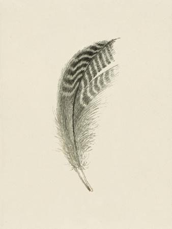 'Quavering Quill' Giclee Print - The Vintage Collection | Art.com
