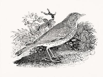 'The Throstle Thrush from 'History of British Birds and Quadrupeds ...