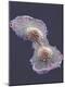 'HeLa Cell Division, SEM' Photographic Print - Thomas Deerinck | Art.com
