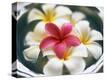 'Frangipani Flowers in Bowl of Water' Photographic Print - Thomas M ...