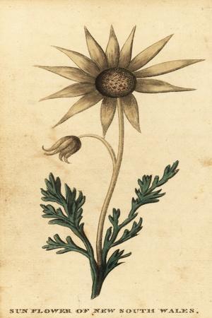 'Flannel Flower, Actinotus Helianthi. ,1800 (Engraving)' Giclee Print ...