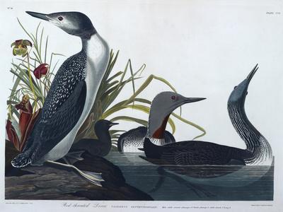 'Three birds Colour Illustration by Audubon, Red throated Diver' Giclee ...