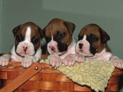 'Three Boxer Puppies, USA' Photographic Print - Lynn M. Stone | Art.com