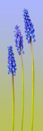 'Three Grape Hyacinth (Muscari Sp.) (Photo)' Giclee Print | Art.com
