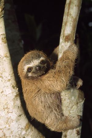 'Three-Toed Sloth' Photographic Print | Art.com