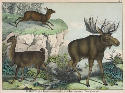 'Three Types of Ruminant: Llama, Musk Deer, and Elk' Art Print | Art.com
