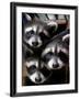 'Three Young Raccoons Peer out of Their Nest at the Florida Wild Mammal ...