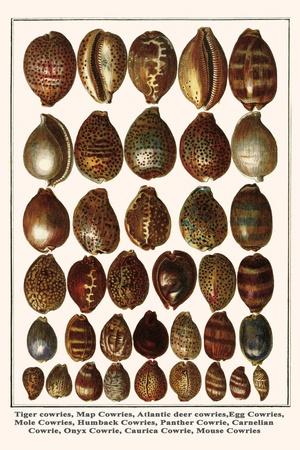 'Tiger Cowries, Map Cowries, Atlantic Deer Cowries, Egg Cowries, Mole ...