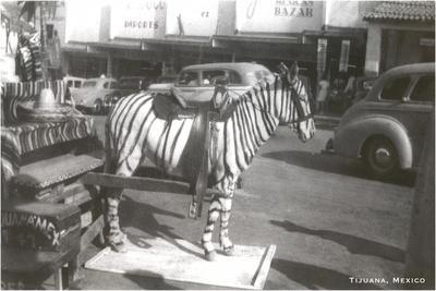 'Tijuana Faux Zebra' Art Print | Art.com