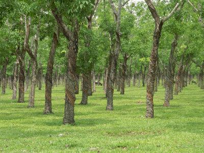 Rubber Tree Plantation Indochina Rubber | REPERCI
