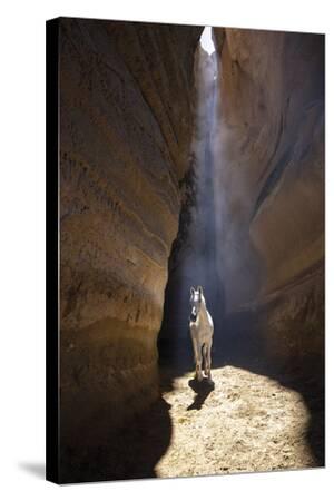 Focal Light Stretched Canvas Print - Tim Mannakee | Art.com